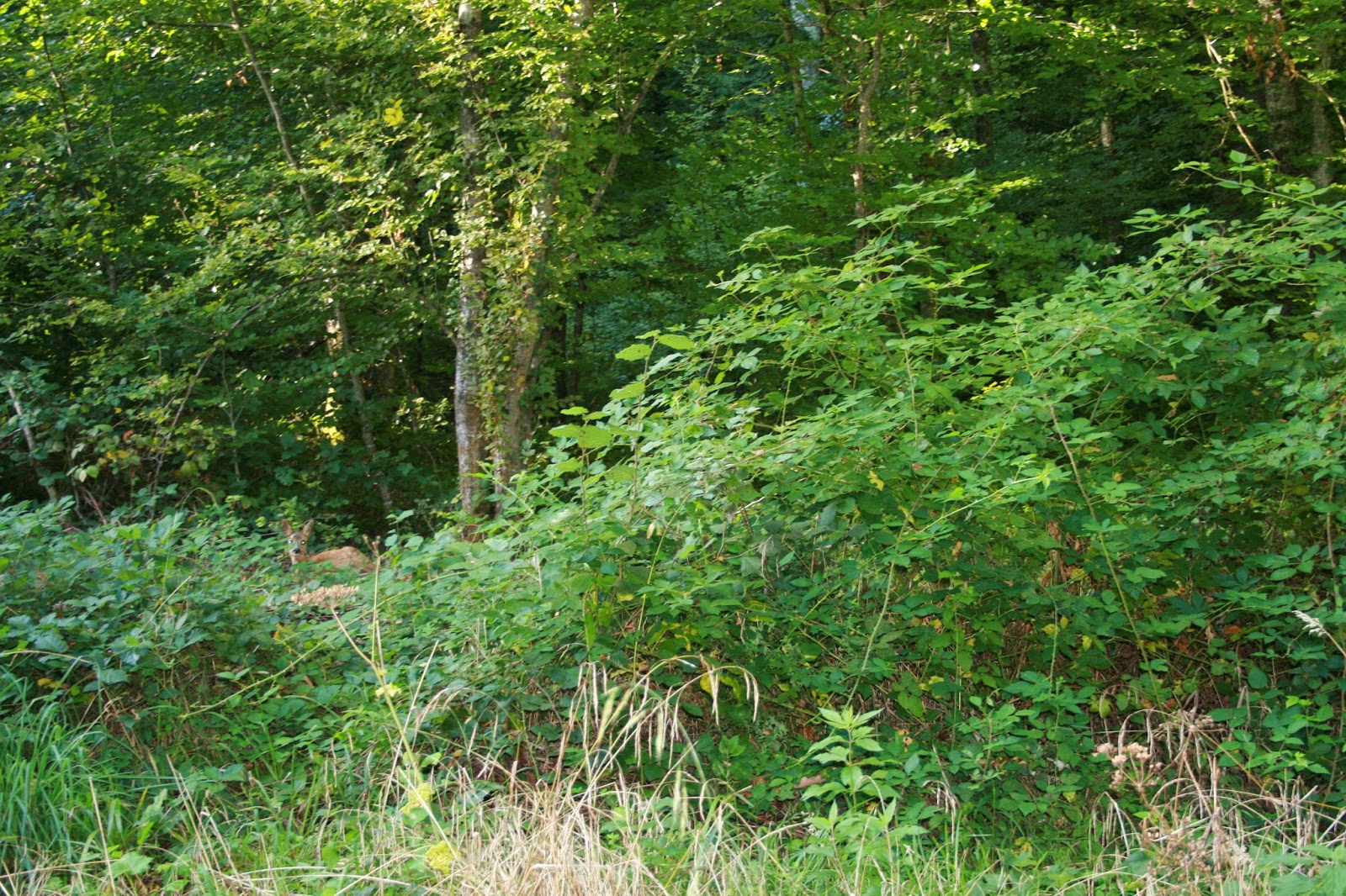 Breuillet Nature: Comment cultiver avec les Ronces?